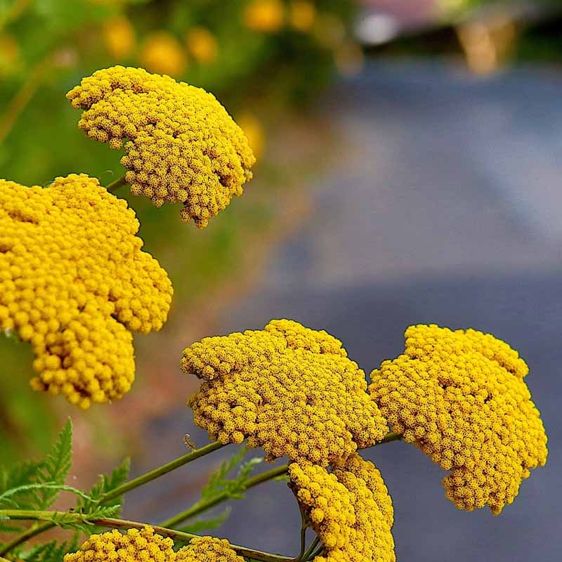 Decker Rd. Seeds Gold Yarrow Seeds | Full Circle